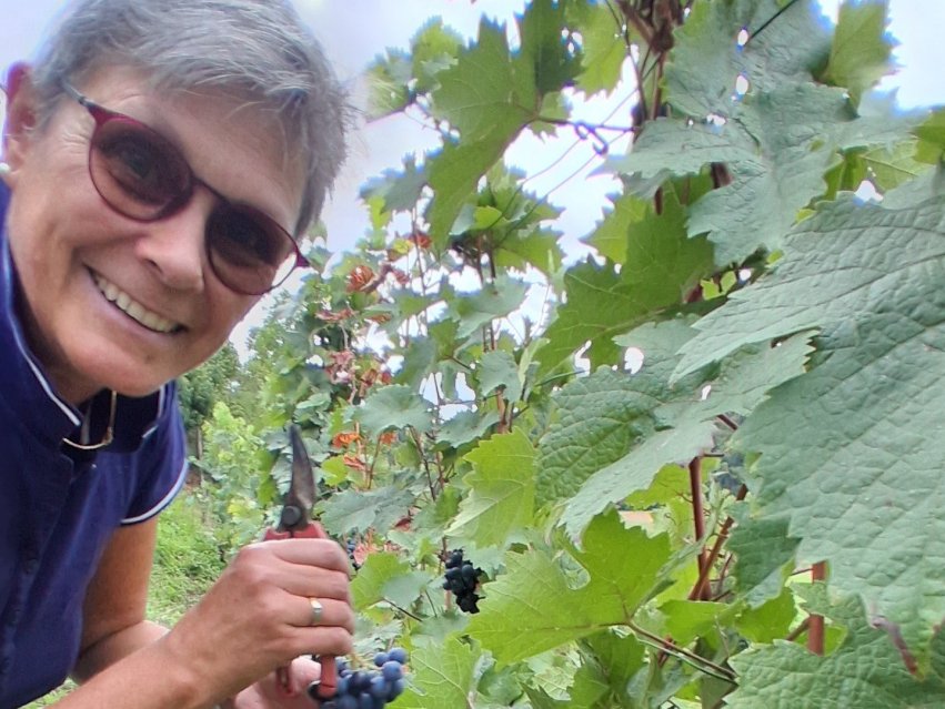 Start der Weinlese 2025: Wengerter rund um Vaihingen sind optimistisch