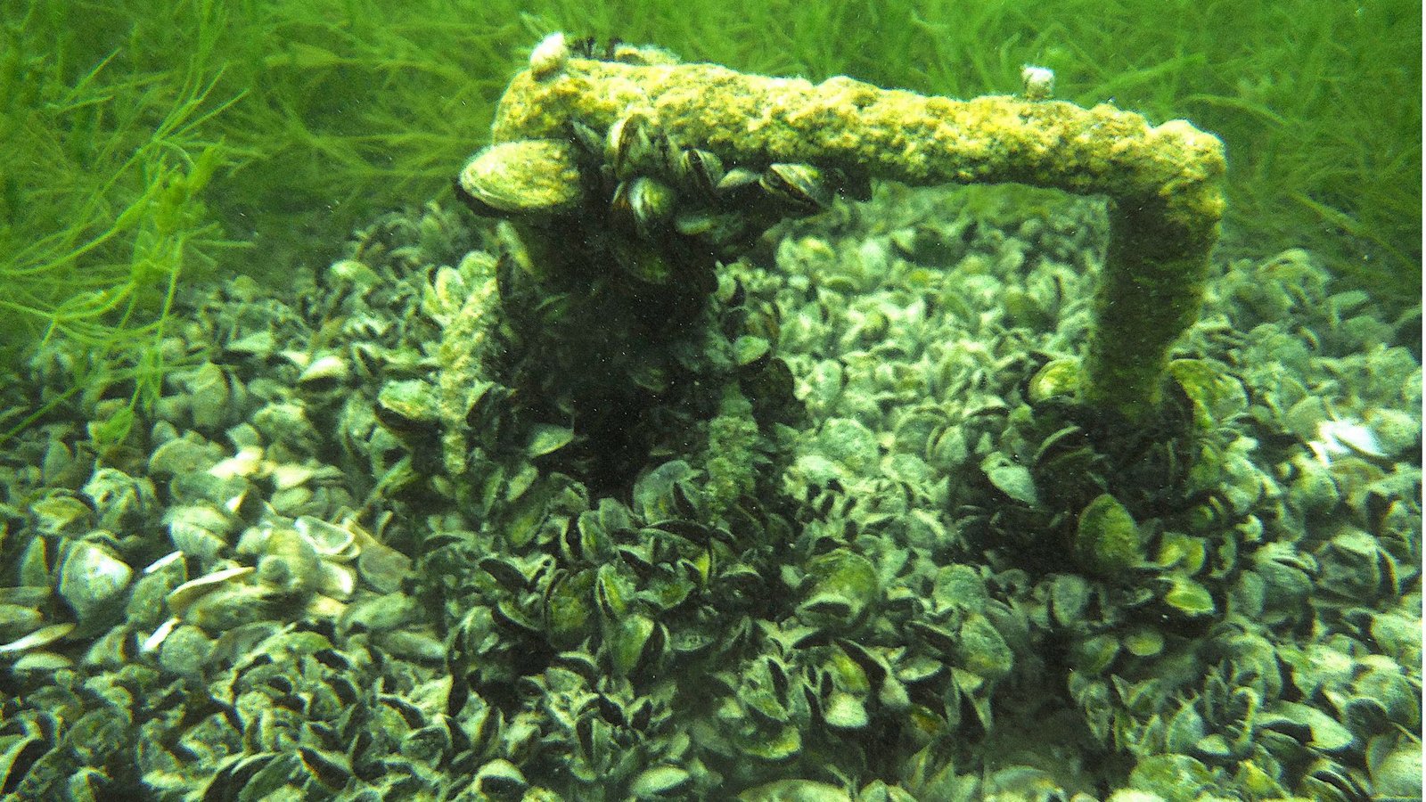 Die Quaggamuschel holt sich den kompletten Bodensee
