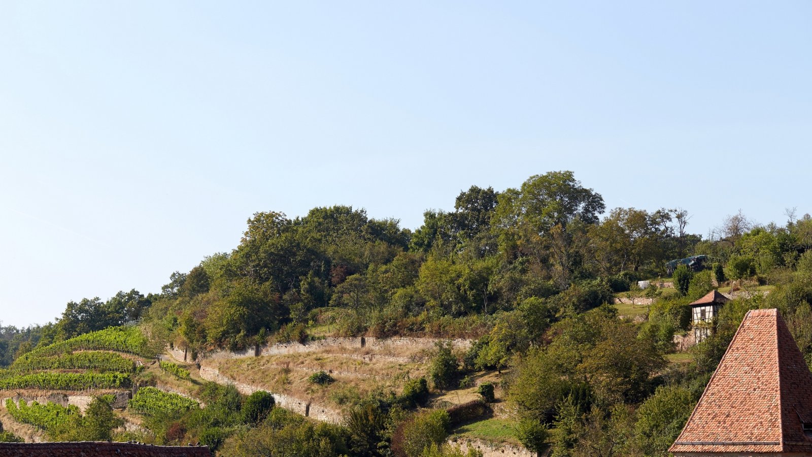 Closterweinberg im Jahr 1147 angelegt