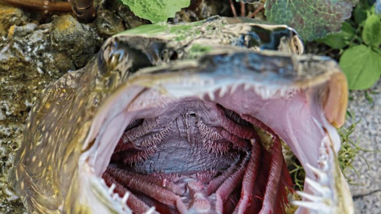 Phänomene der Natur