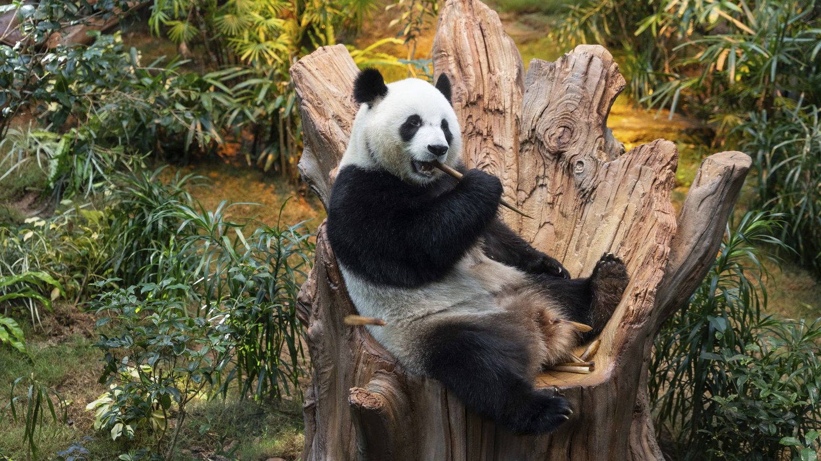 Pandas für den Zoo? Tierpark kündigt Neubau an