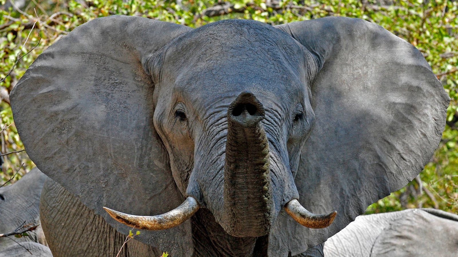 Was die Sinne von Elefanten so besonders macht