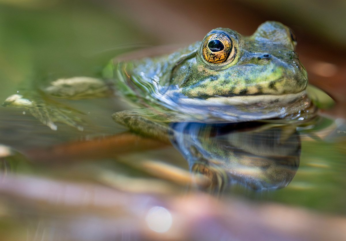 Große Schäden durch invasive Arten