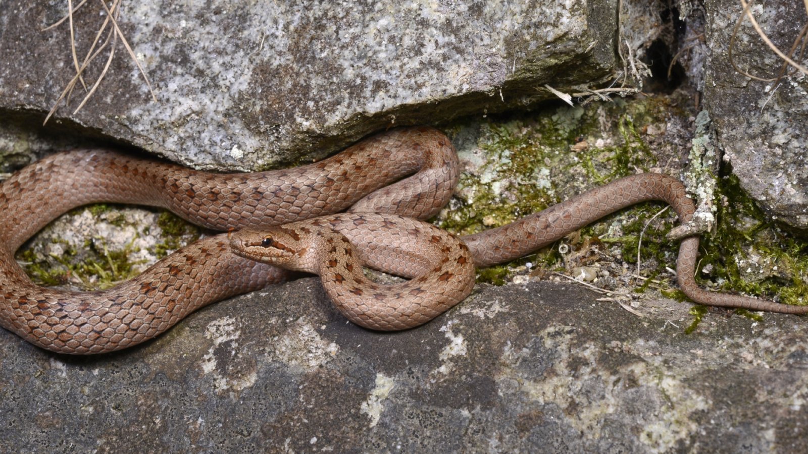 Unsere sechs Schlangenarten im Ländle im Nabu-Porträt