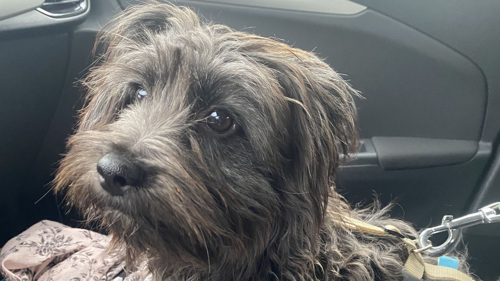 „Wir wollen wissen, ob er lebt“ – wurde Familienhund Fussel gestohlen?