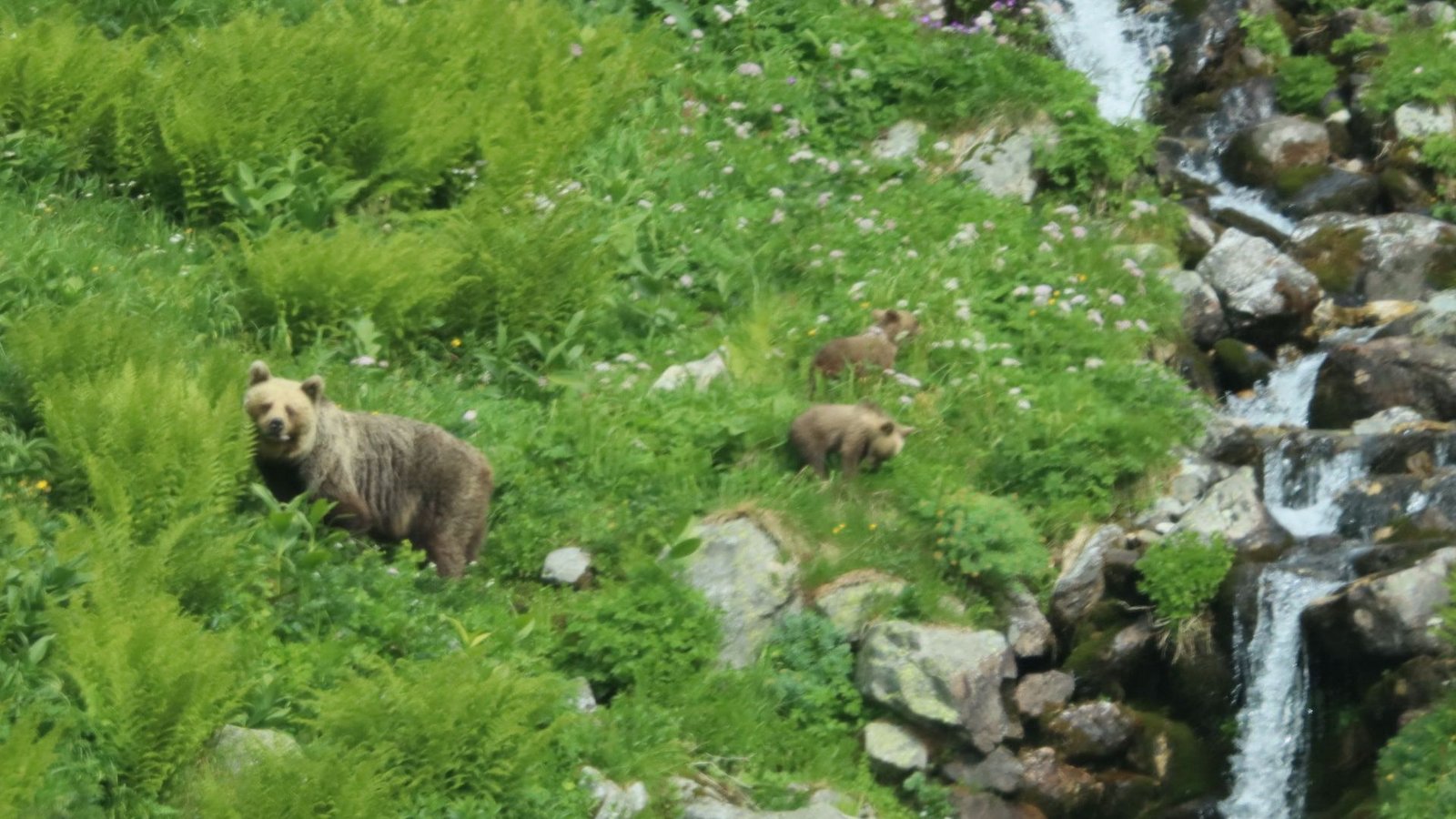 Braunbär verletzt Wanderer schwer