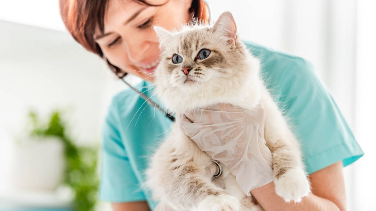 Tierarztkosten-Erhöhung 2022 - Katze (Tabelle)