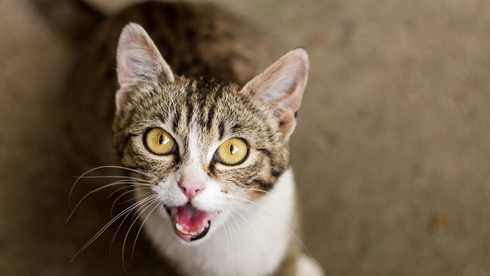 Warum miauen Katzen? - Die 8 Gründe