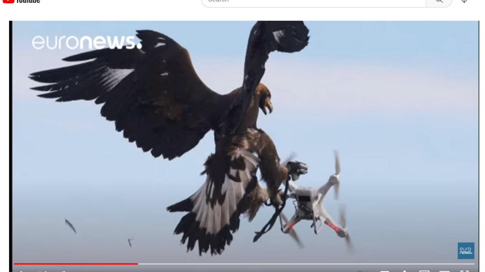 Ziemlich arge Feinde: Drohnen und Vögel