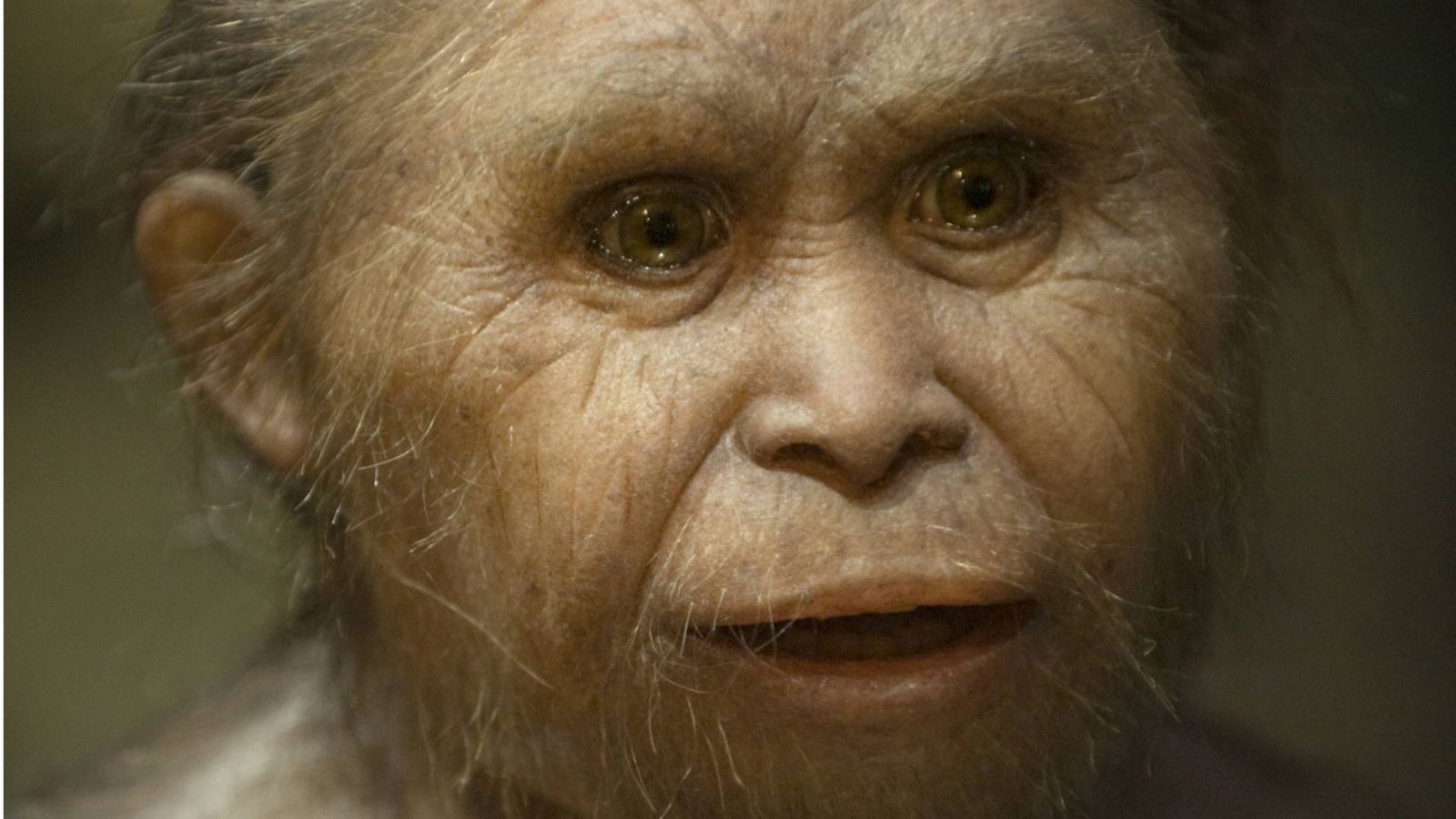 Hobbit-Frühmenschen waren schon vor 700.000 Jahren Zwerge