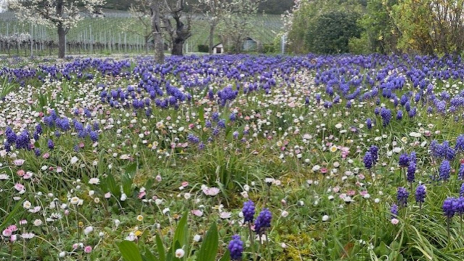 Von Mauerblümchen und Baurabübla
