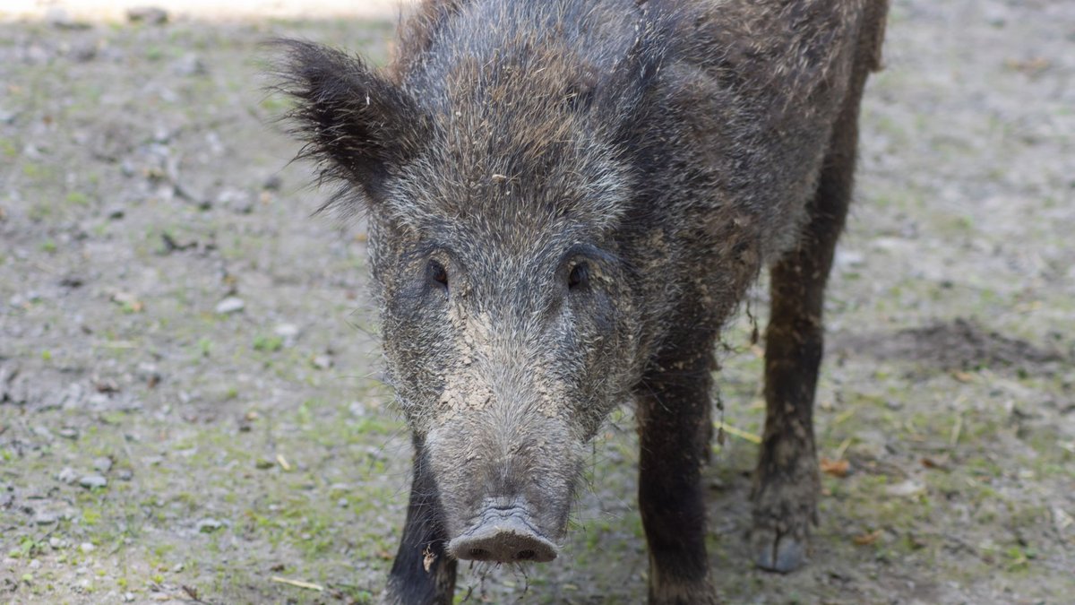 Wann sind Wildschweine gefährlich?