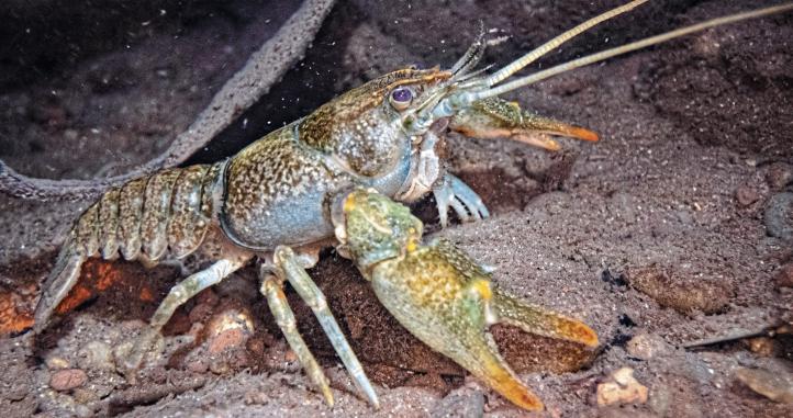 Krebse aus Nordamerika bringen hiesigen Vertretern den Tod