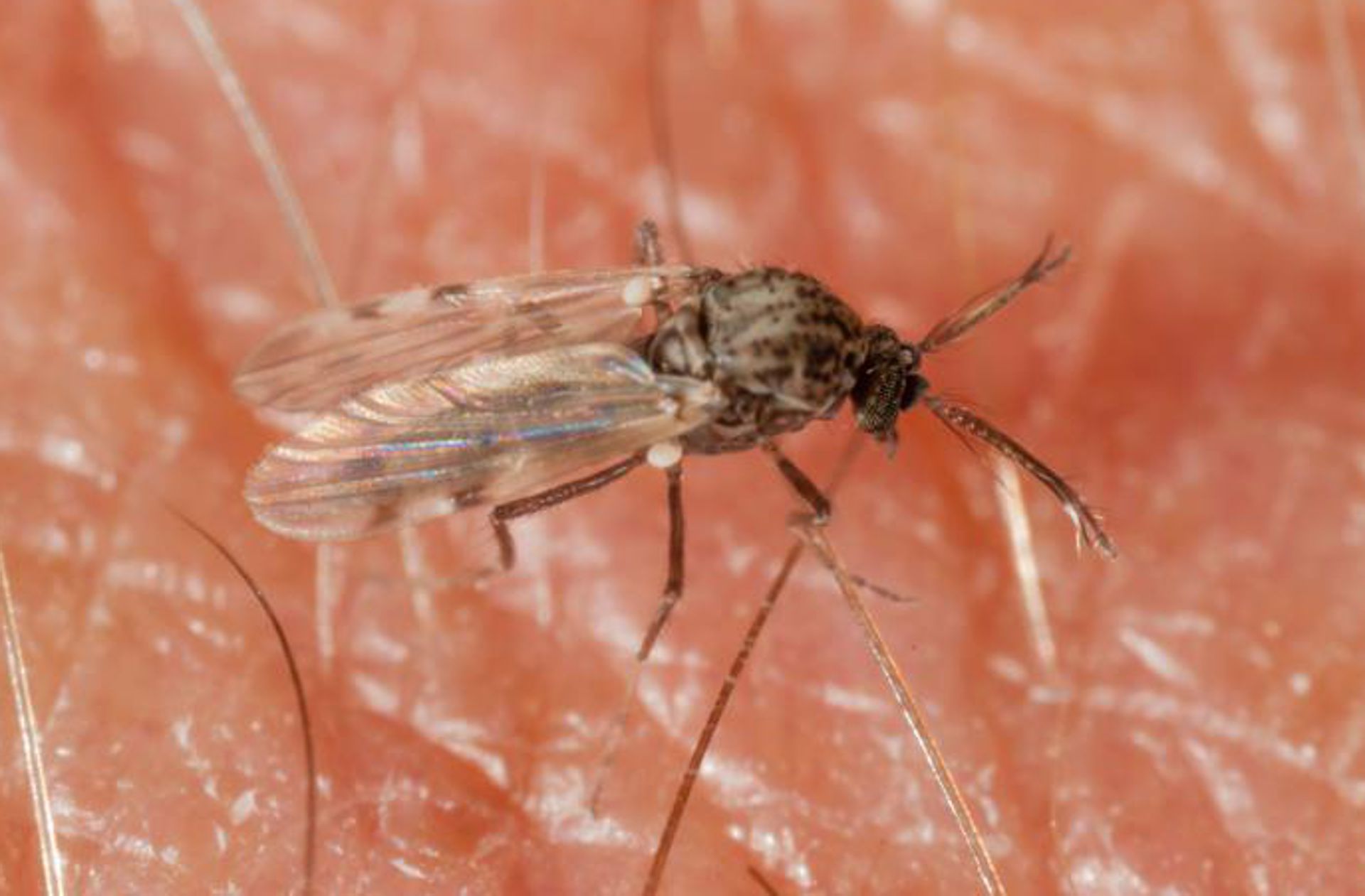 Diese exotischen Stechmücken übertragen Krankheiten
