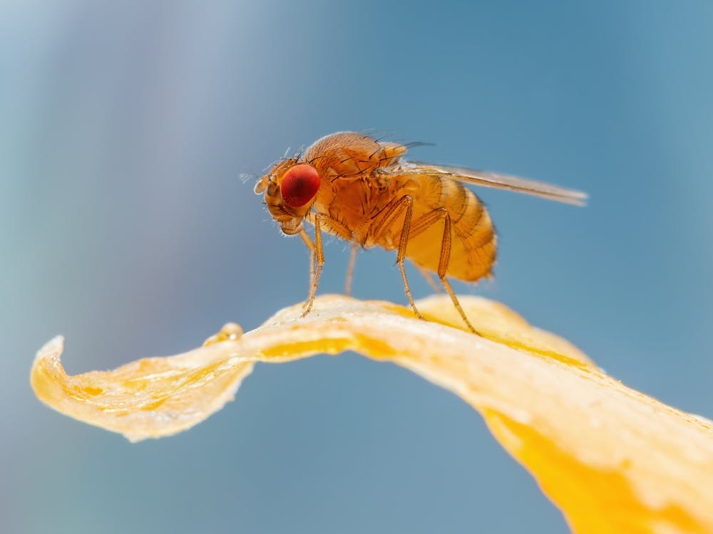 Fruchtfliegen Im Bad