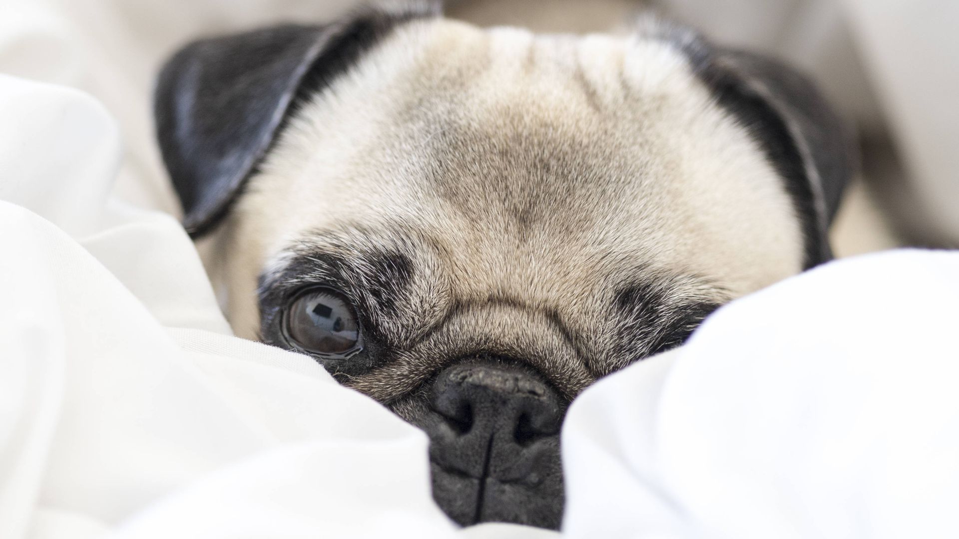 Erstaunlich Kleine Tiere Im Bett Fotos